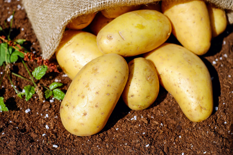 10 hälsofördelar med potatis och 2 läckra recept av "superknölen ...