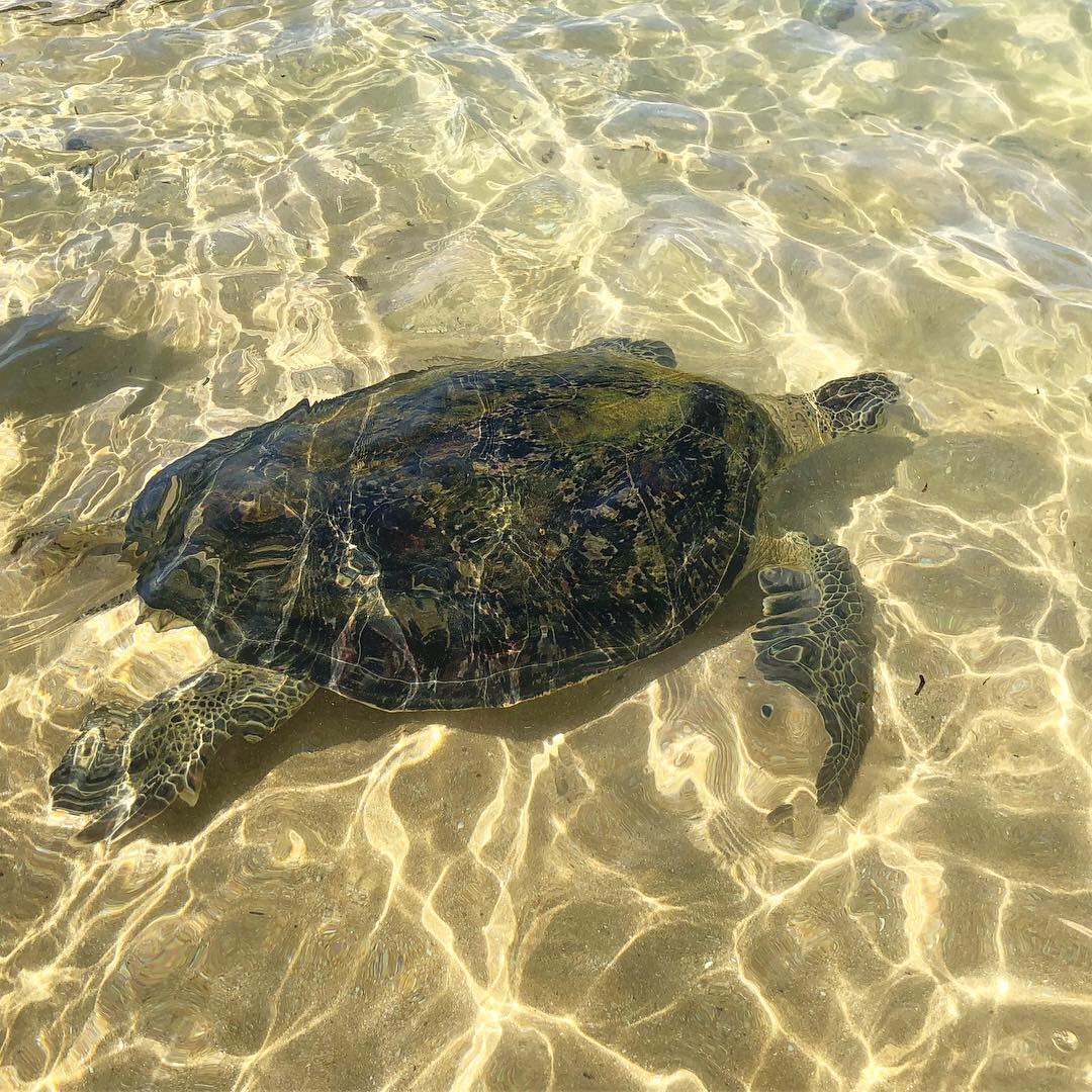 Turtle beach i Hikkaduwa - Life in a happy way