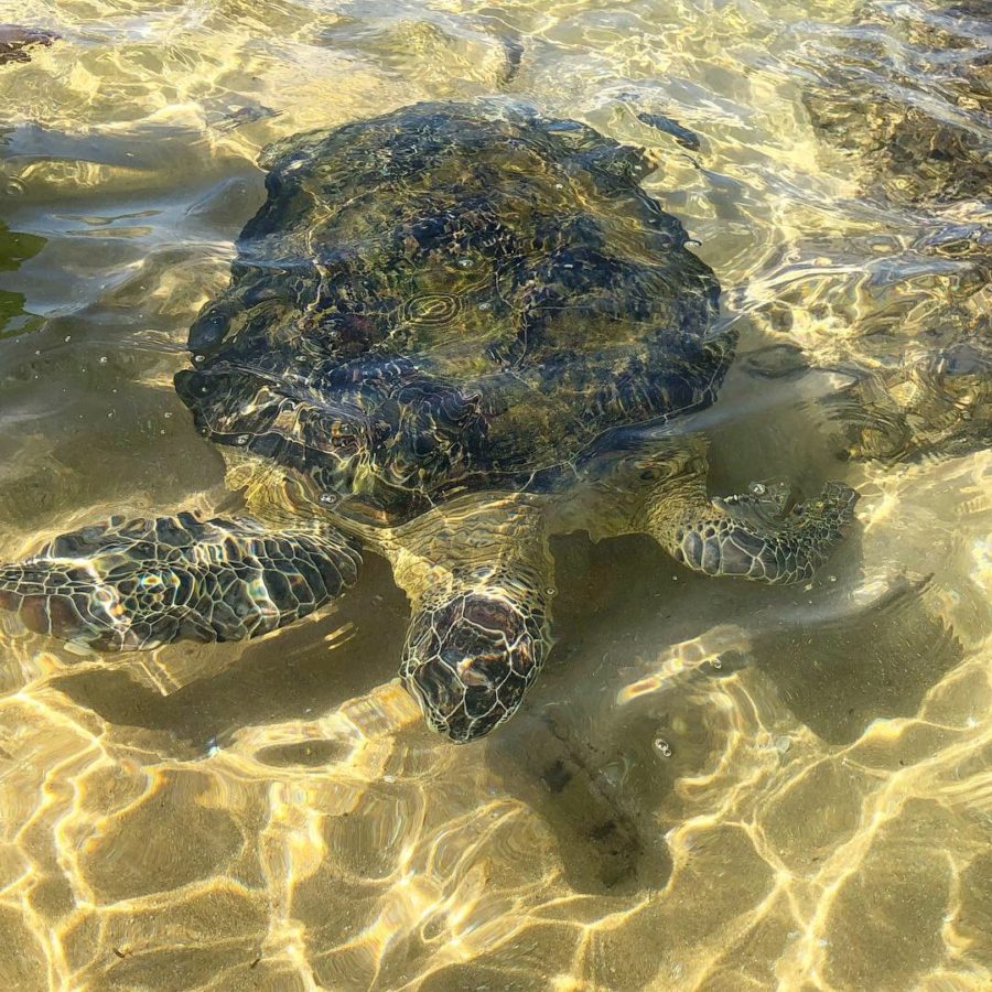 Turtle beach i Hikkaduwa - Life in a happy way